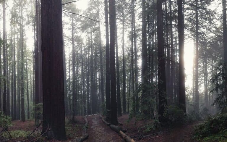 Best Hiking Trails in the Bay Area: 15 Stunning Hikes - My Open Country