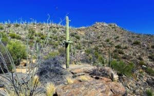 Best Hikes in Tucson: 13 Breathtaking Trails - My Open Country